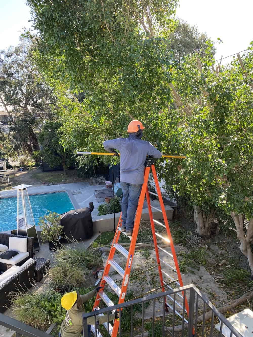 Tree Trimming and Topping Tips To Maintain a Healthy Yard