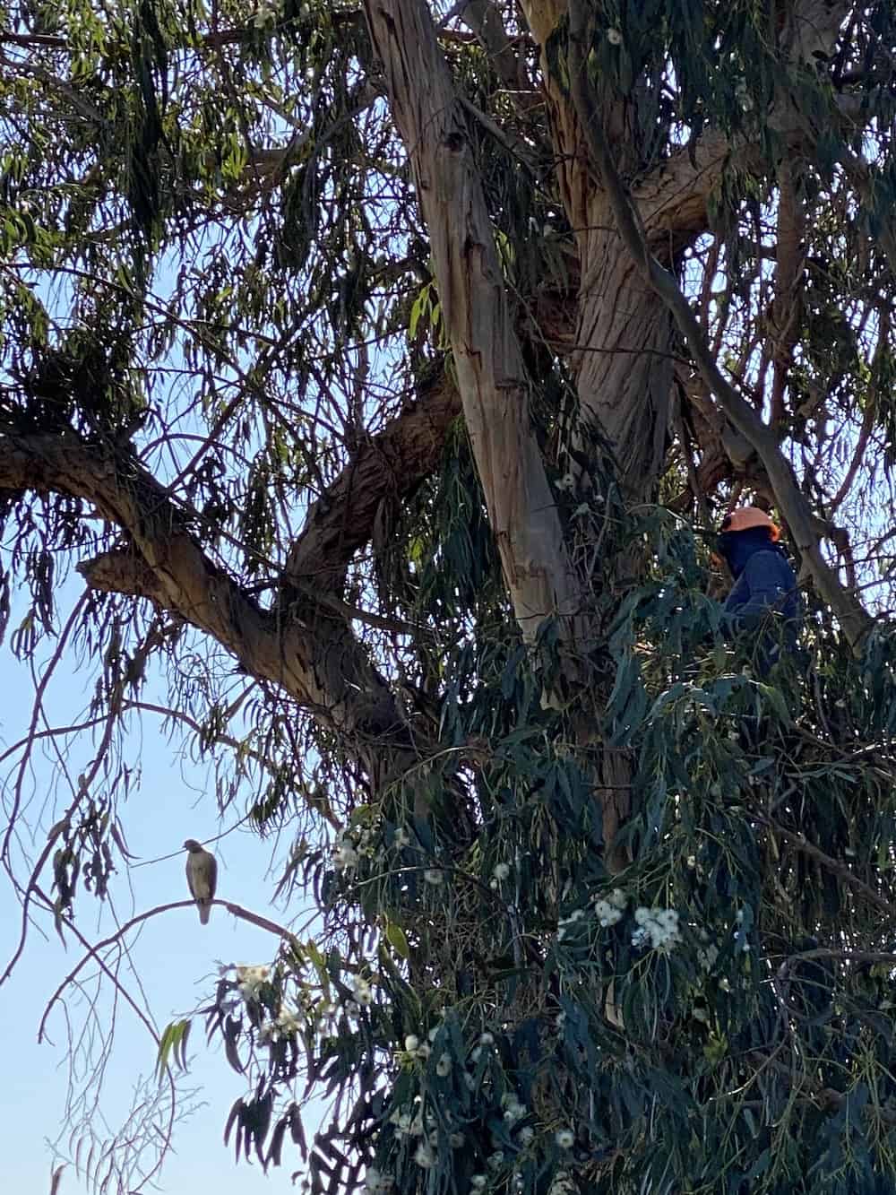 Tree Trimming and Topping Tips To Maintain a Healthy Yard