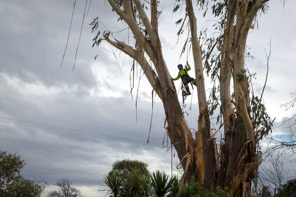 Tree Trimming and Topping Tips To Maintain a Healthy Yard