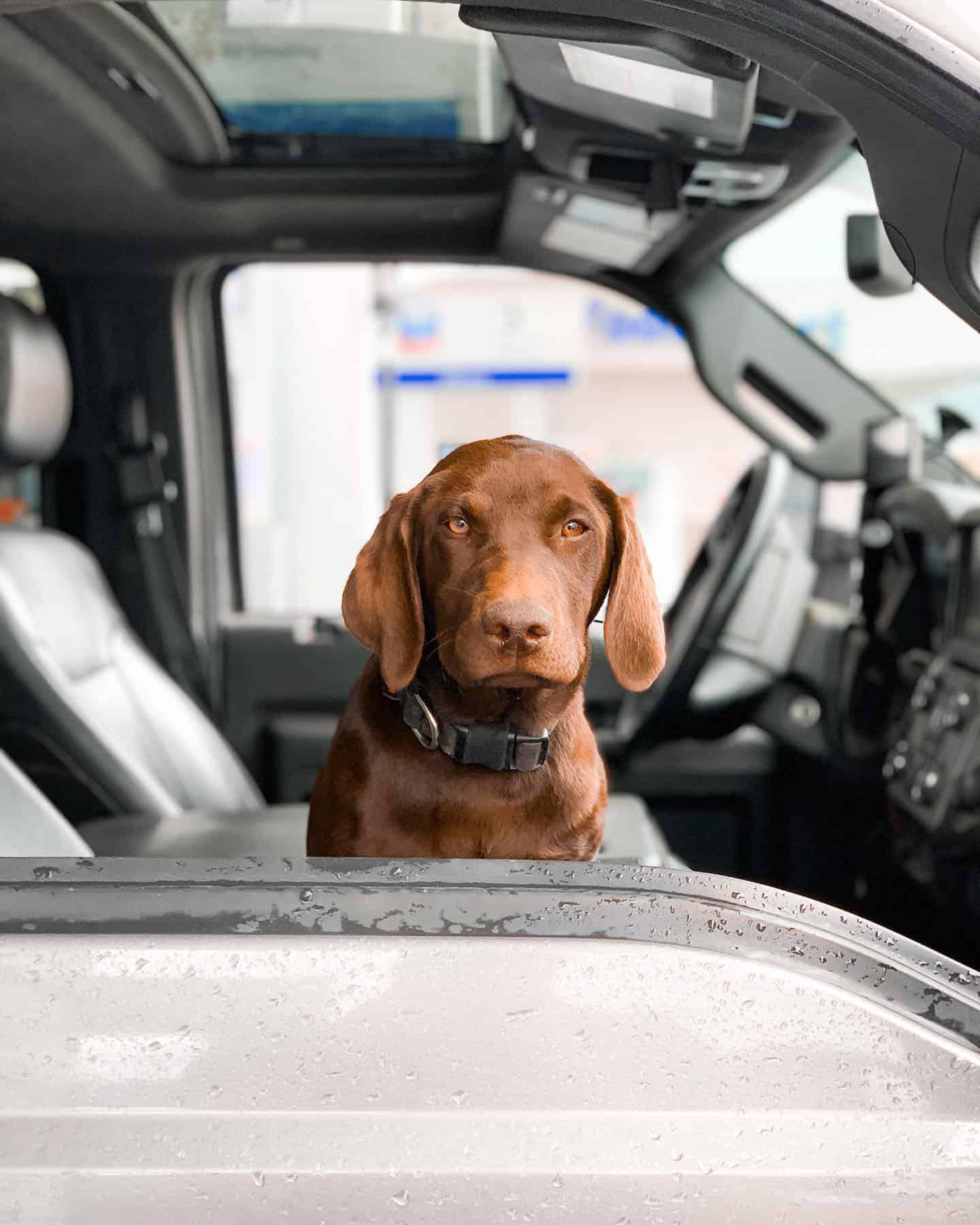 How to Travel With Big Dogs Safely